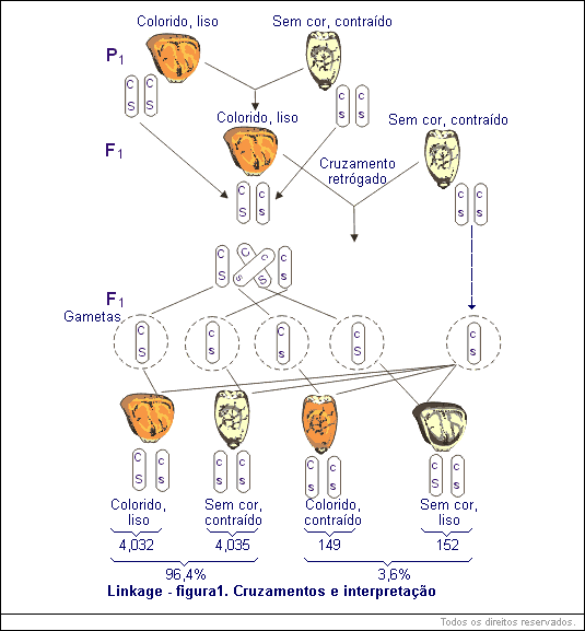 Mapas genéticos - Linkage | EducaBras