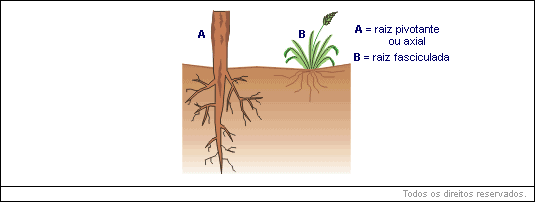 Raízes das Plantas | Educabras
