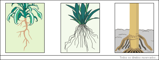 Raízes das Plantas | Educabras