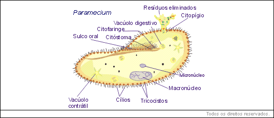 Protozoários - Biologia Vestibular | Educabras
